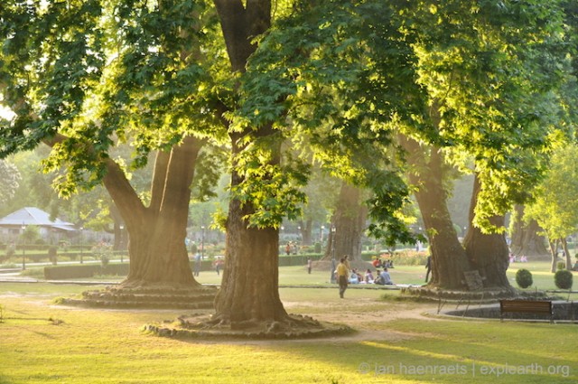 Save the Chinar: The Endangered Heritage of the Oriental Plane Trees of ...