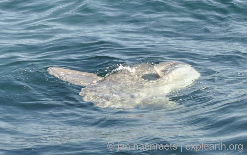 Whale Watching in Boston – ΞXPLΞARTH